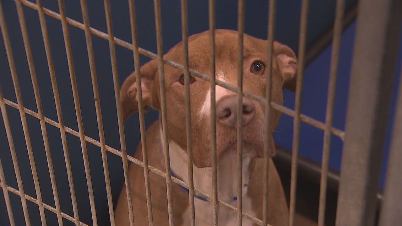 Animal adoptions to be half-priced each weekend in June in metro ...