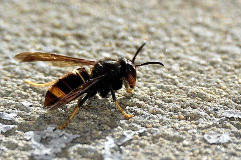 Asian hornet population 'explodes' with households in England told to ...