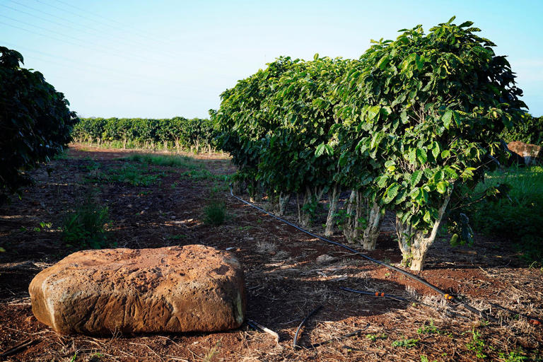 Kona's coveted coffee crop is in trouble