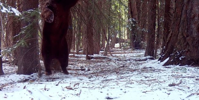 'Silly' black bear bounces to grab tree branch in South Lake Tahoe