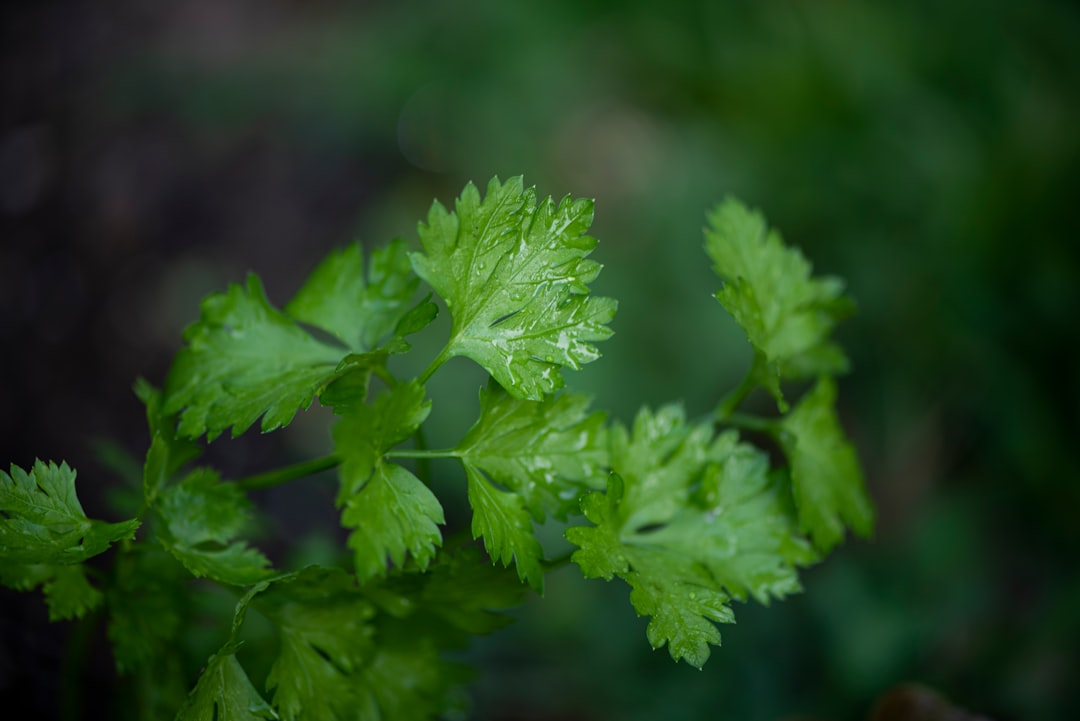 Save money by growing your own kitchen herbs