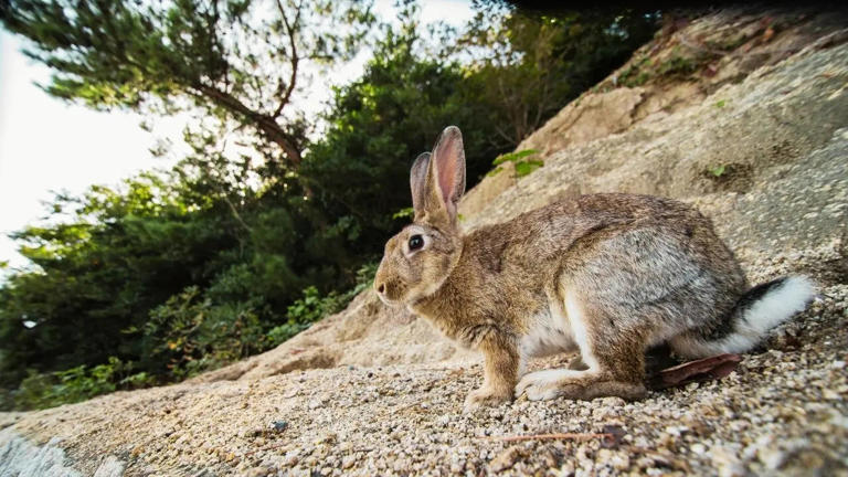 Why this remote Japanese island keeps going viral – meet the island’s ...