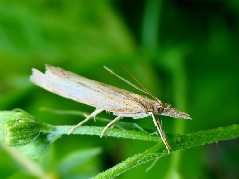 Seguro que has visto alguna vez esta polilla en casa cuando llega el verano