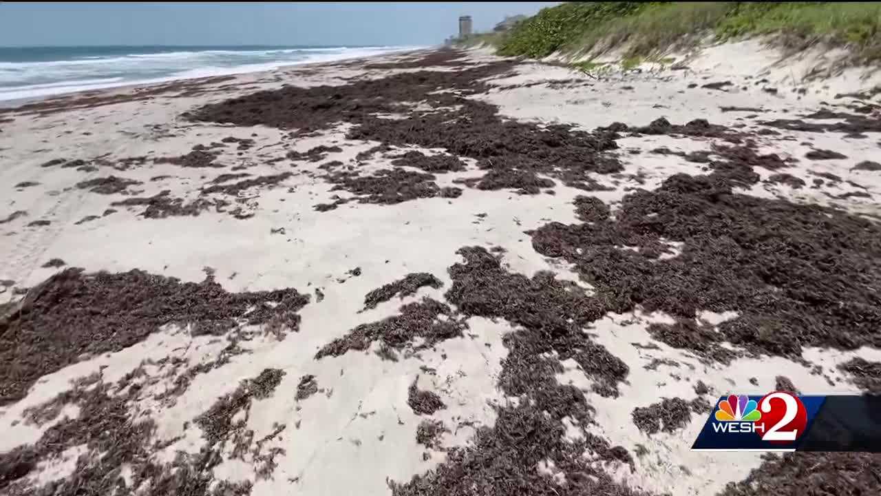 New NOAA tool can project washed-up seaweed