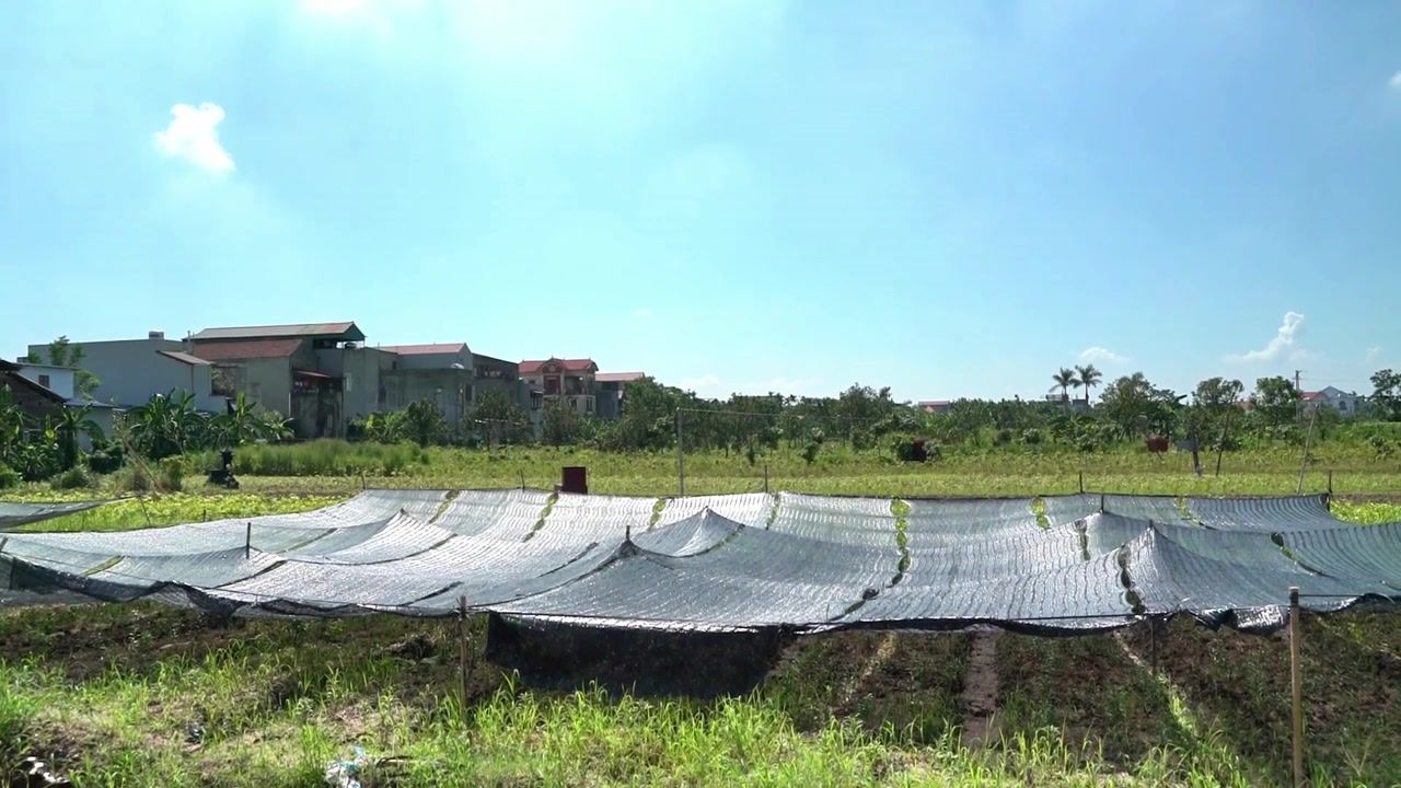 Local families scramble as graves dug up for Trump golf course in Vietnam