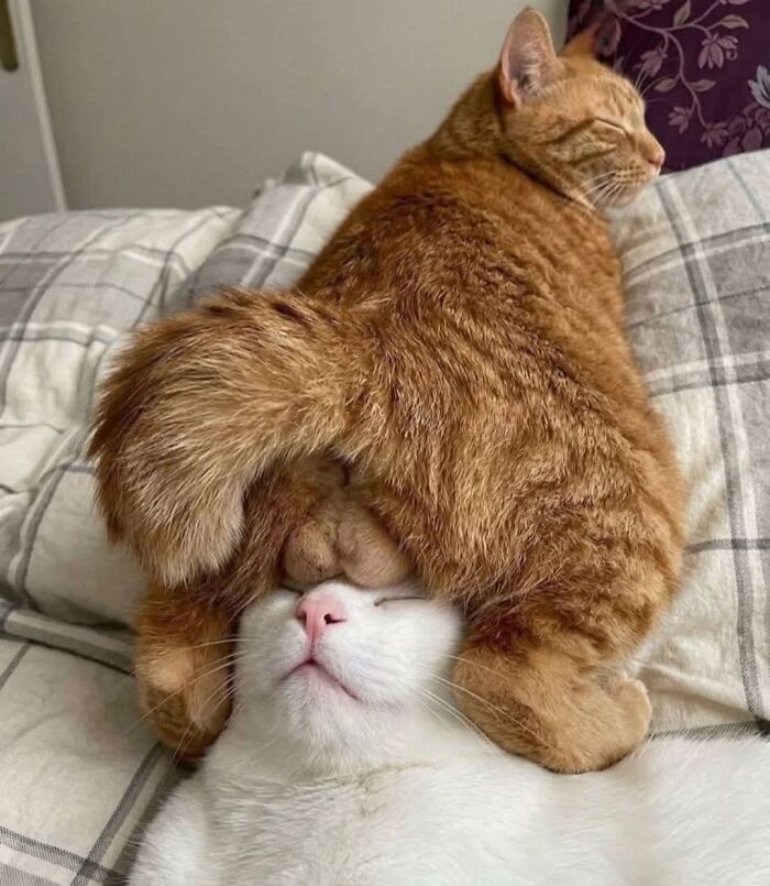 39 funny photos that prove cats are the internet’s favorite tiny creatures