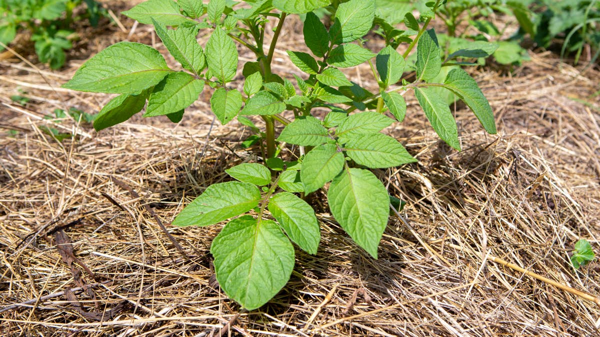 Discover the no-dig method for growing potatoes with less work and ...
