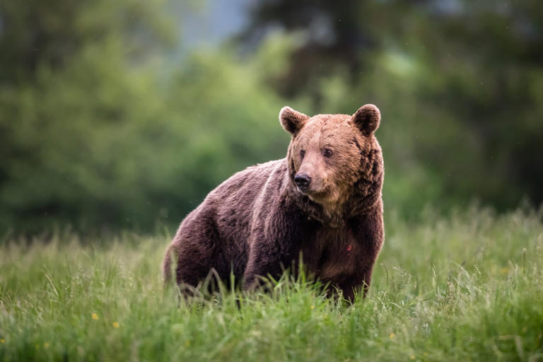 Orso avvistato più volte vicino alle abitazioni a Cadine, frazione di ...