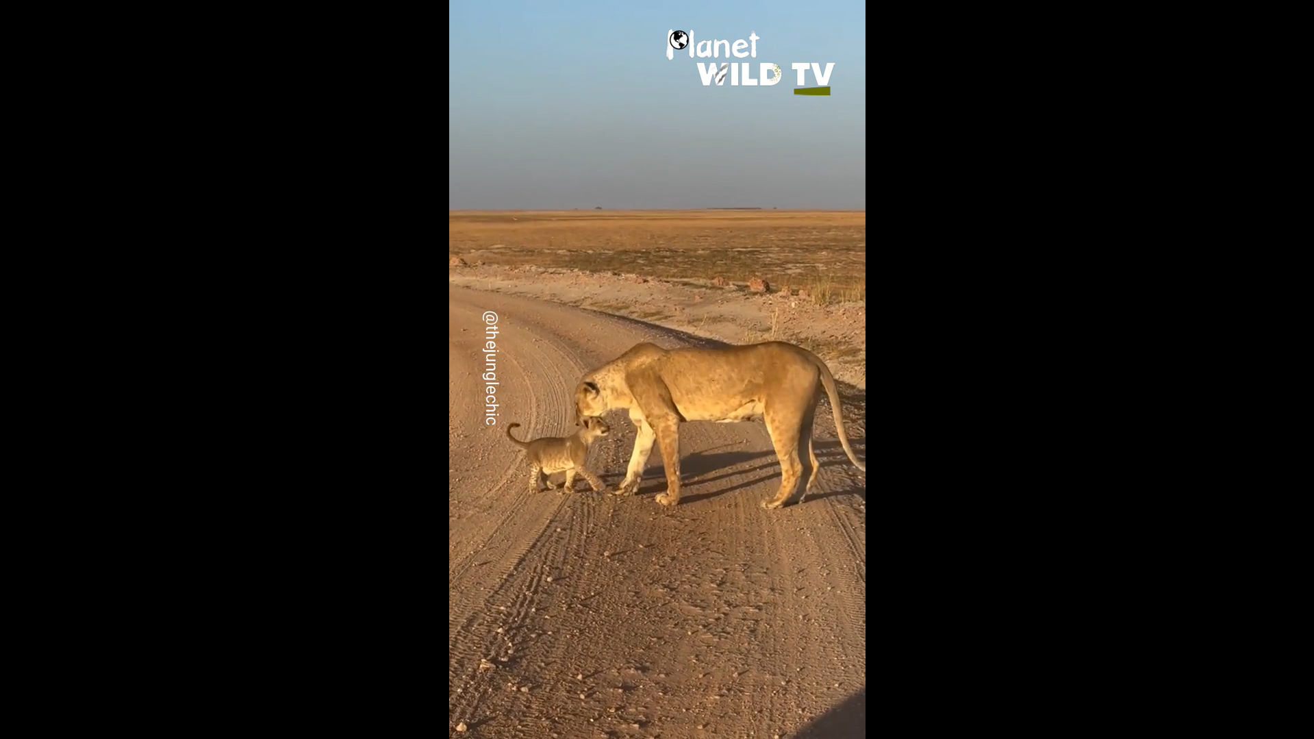 Adorable lion cub squeaks for mom before heartwarming reunion