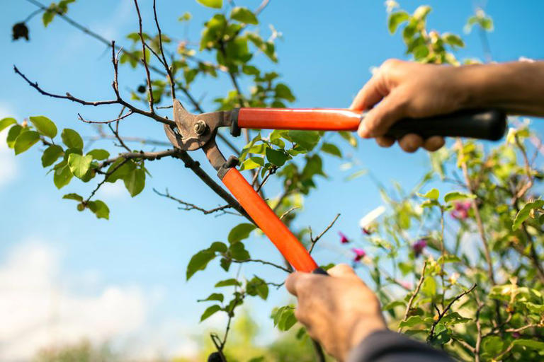 'Only way' you're really allowed to cut neighbour's tree if it's ...