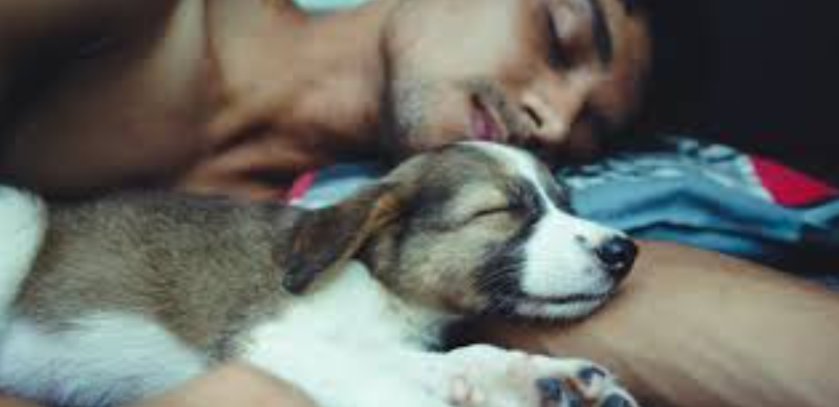 Dormir com o pet pode trazer conforto, mas também prejudicar o sono ...