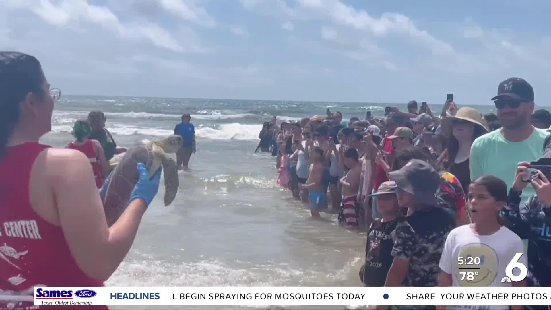 Over 30 rehabilitated sea turtles released back into the Gulf of Mexico ...