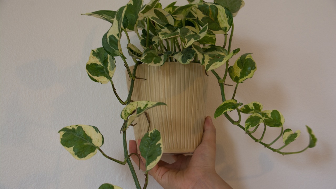 7 best low-maintenance plants for kitchen counters and windowsills