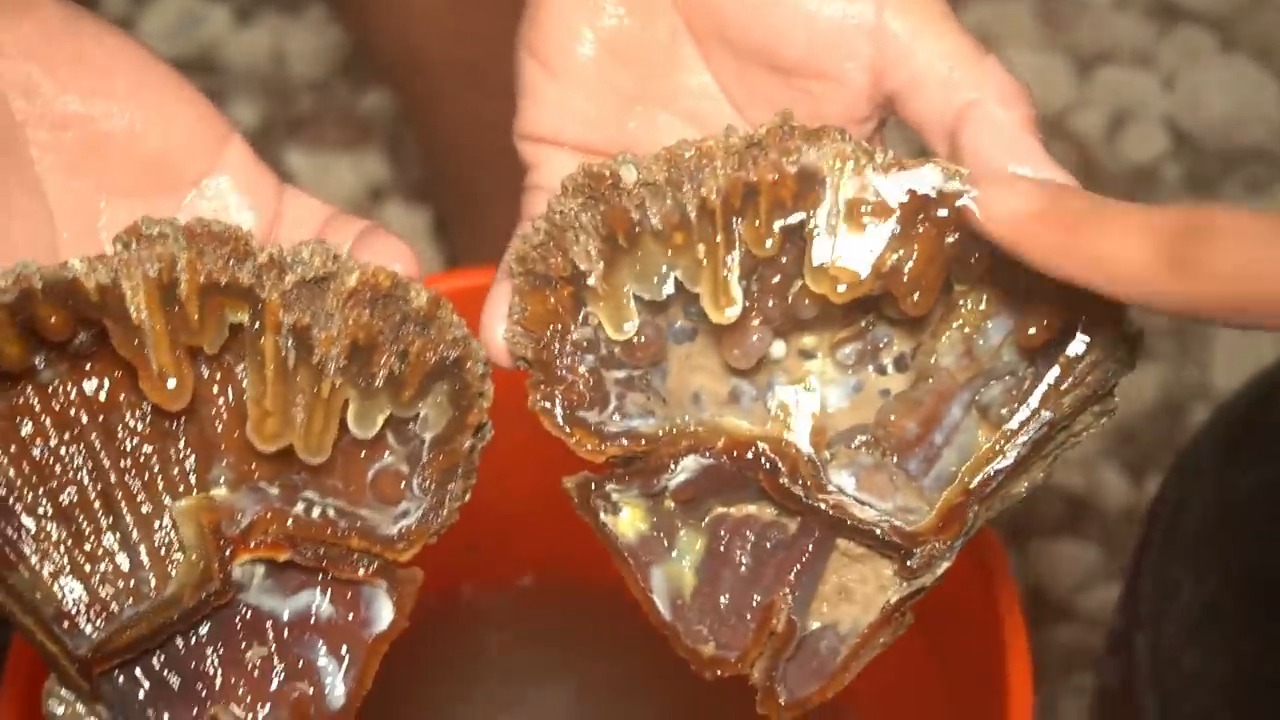 They cut open 20-million-year-old coral - then one side looked like it ...