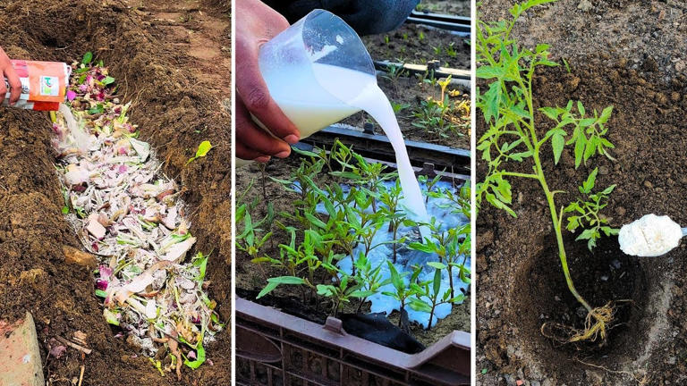 I tried 8 simple gardening hacks that made my garden healthier without ...