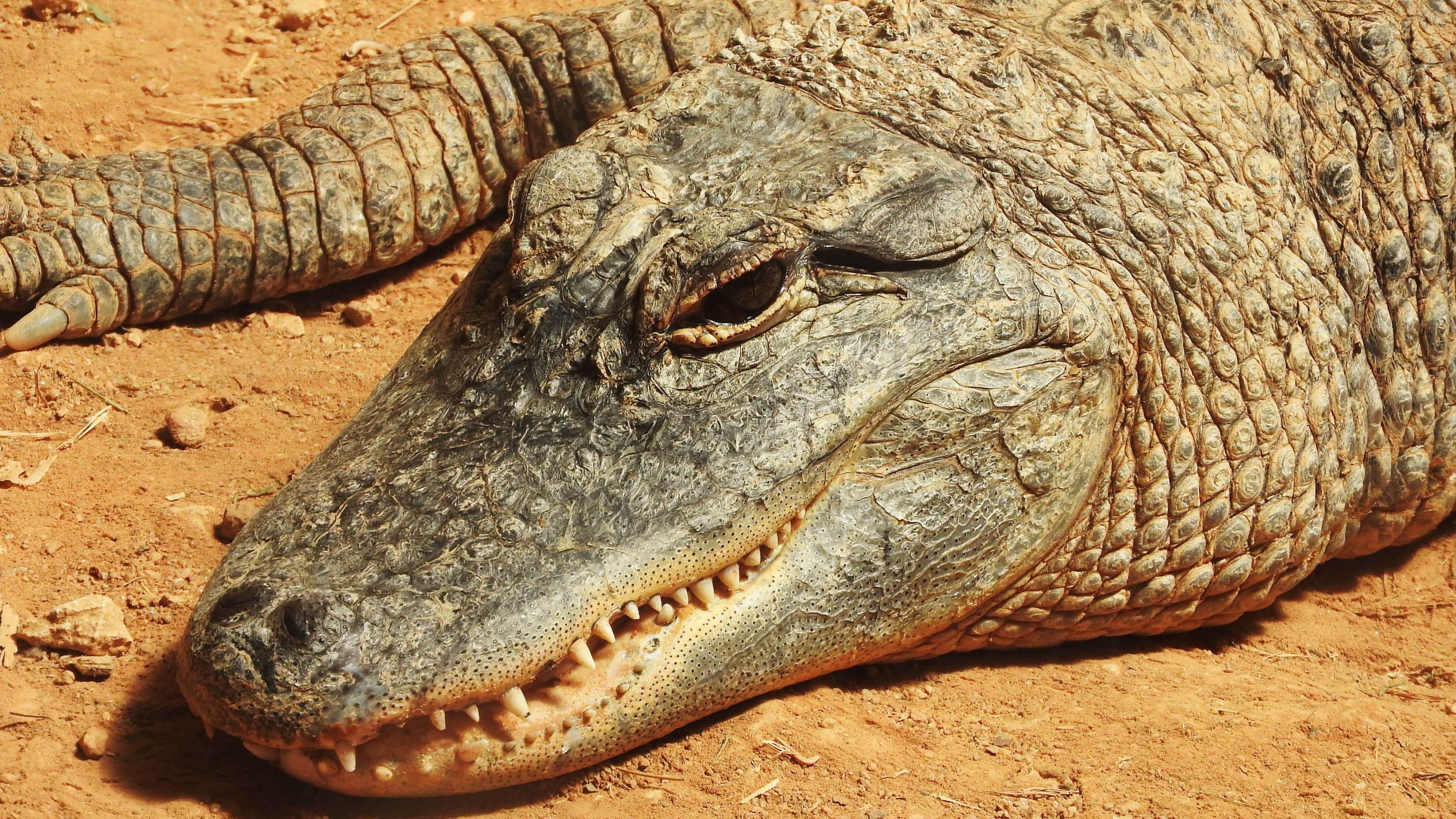 Encuentran una especie de cocodrilo sin dientes: caminaba como un ...