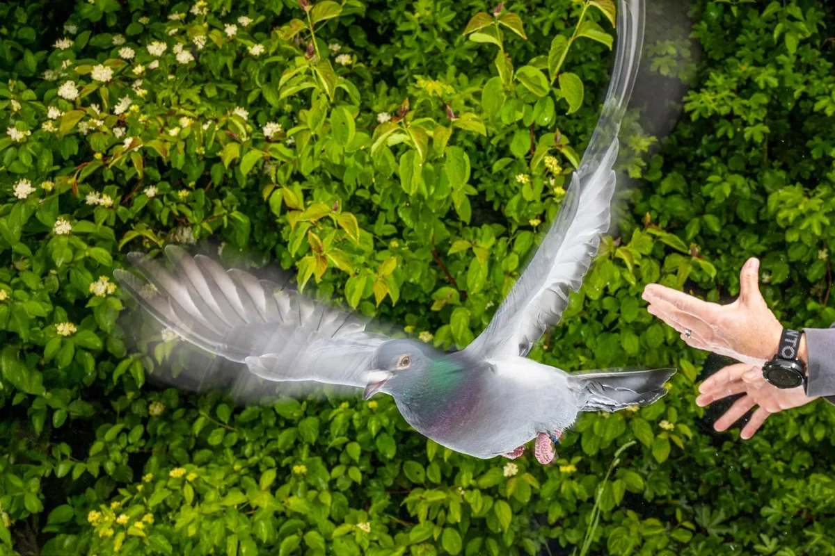 Pigeons literally rely on gut feeling for homing ability, study finds