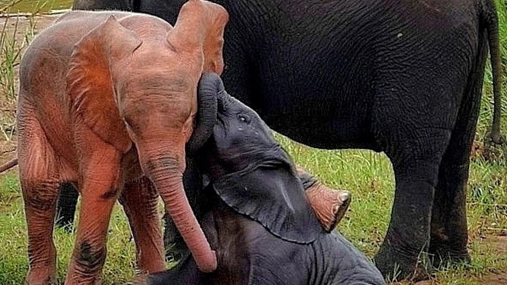 Rare pink elephant spotted swimming with its family in South Africa