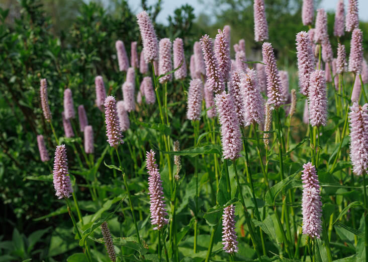 Gardening 101: How to grow bistort, a buckwheat relative