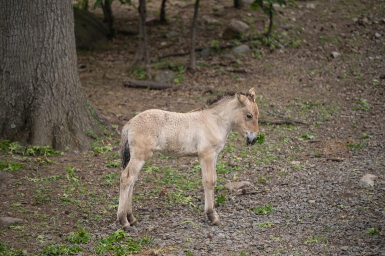 Rare, almost extinct wild horse born at the Bronx Zoo