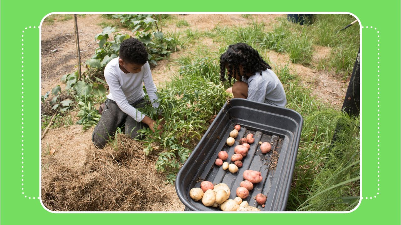 Growing potatoes in zone 8b - Ruth Stout method experiment