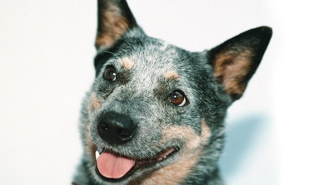 Police probe dog dispute link in fatal Queensland attack
