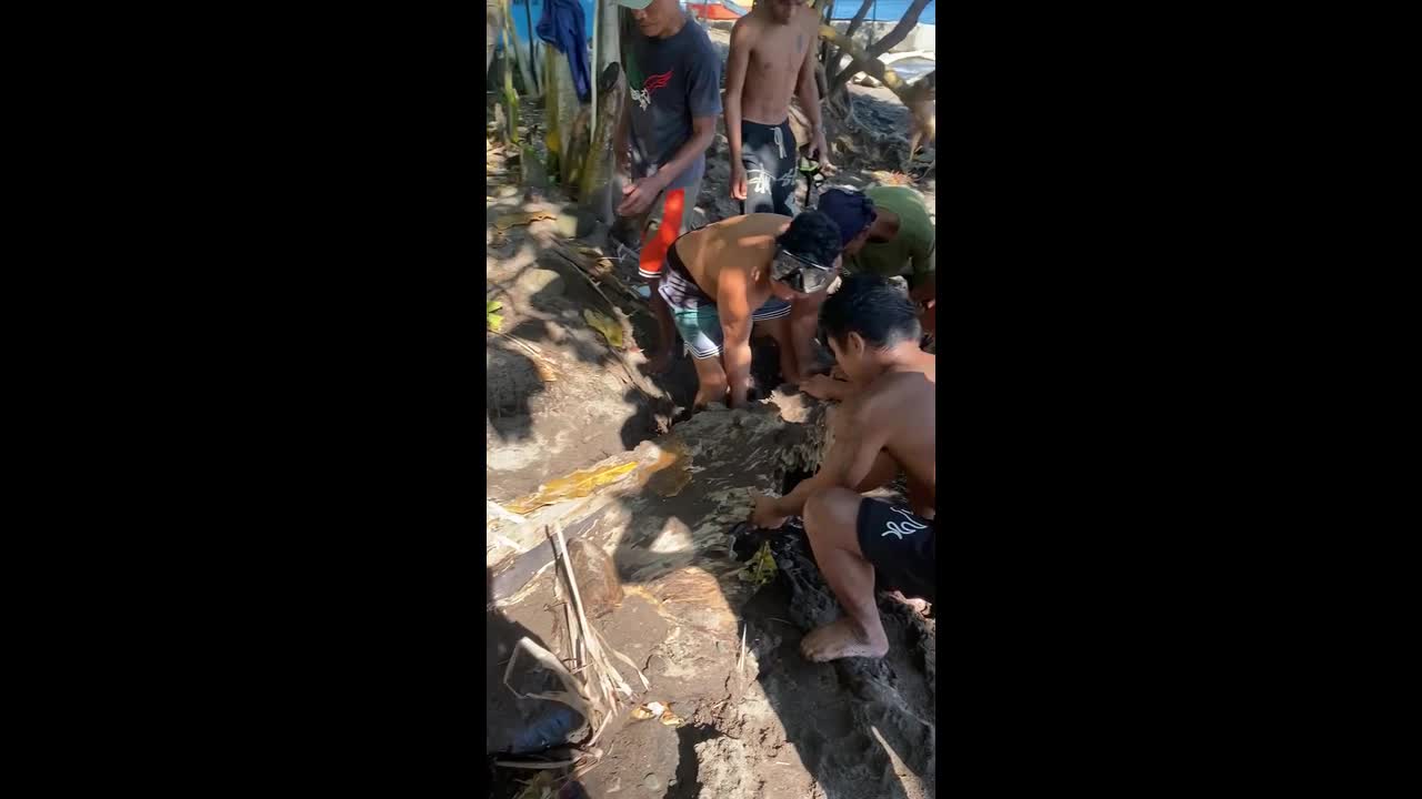 Giant sea turtle stuck in narrow stream is rescued by kind locals
