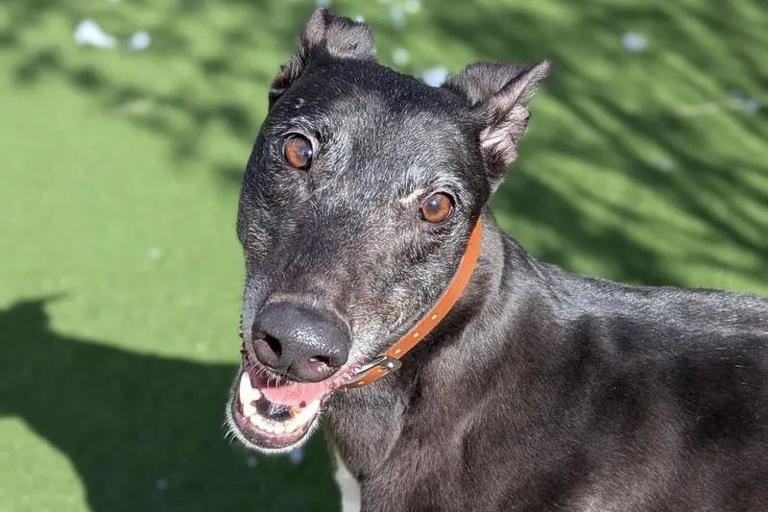 Dogs Trust: 8 loving pups seeking homes in Sussex
