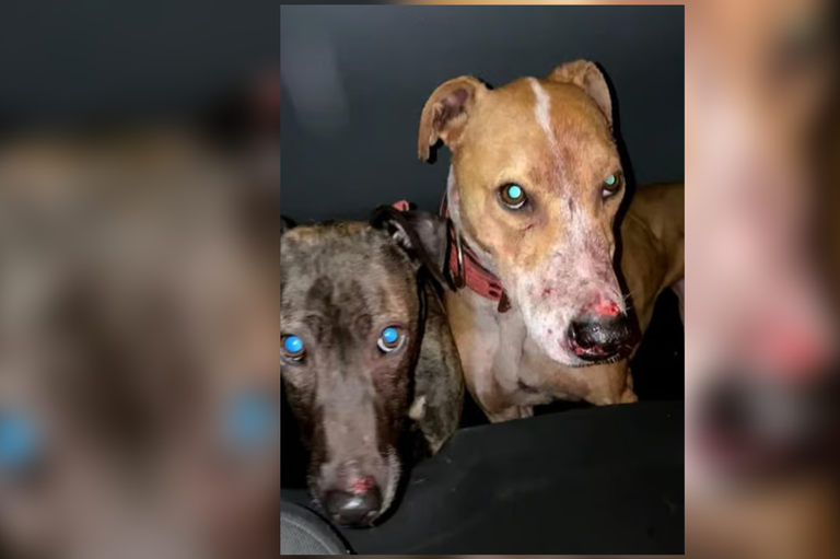 Sickening online animal cruelty videos on the rise as Scottish SPCA ...