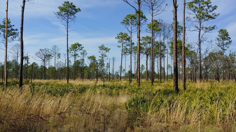 Between Tampa and Gainesville is Florida's once-thriving lumber town ...