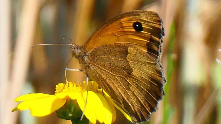 El declive de la mariposa loba