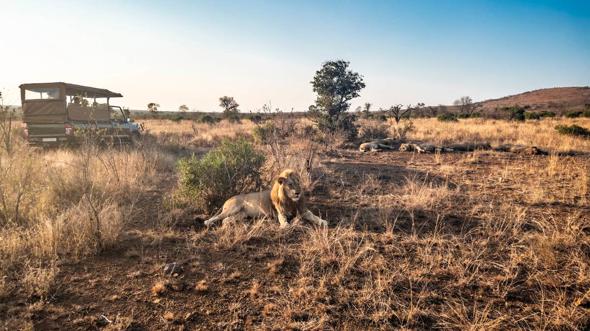 Experience a 5-day safari in South Africa on Viking's 2028 world cruise