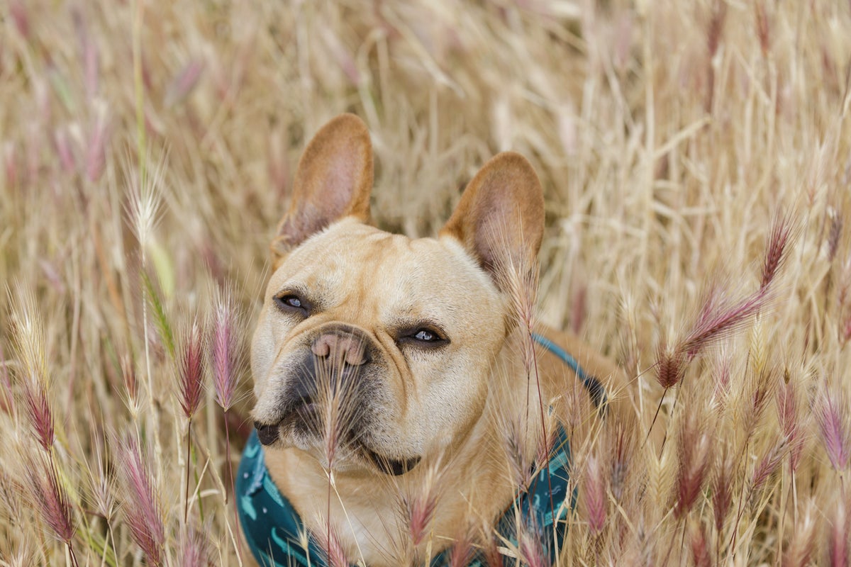 The garden weed pet owners need to watch out for this summer