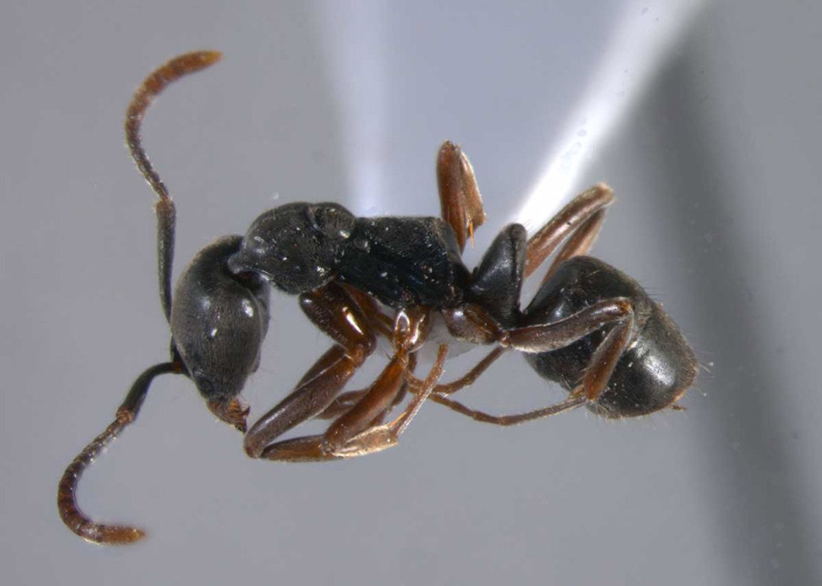 This small ant’s sting can cause severe reactions. Few people know it ...