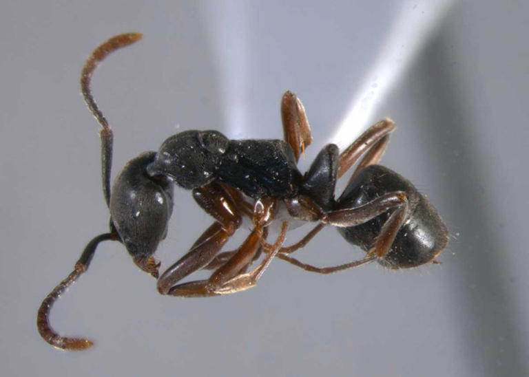 This small ant’s sting can cause severe reactions. Few people know it ...