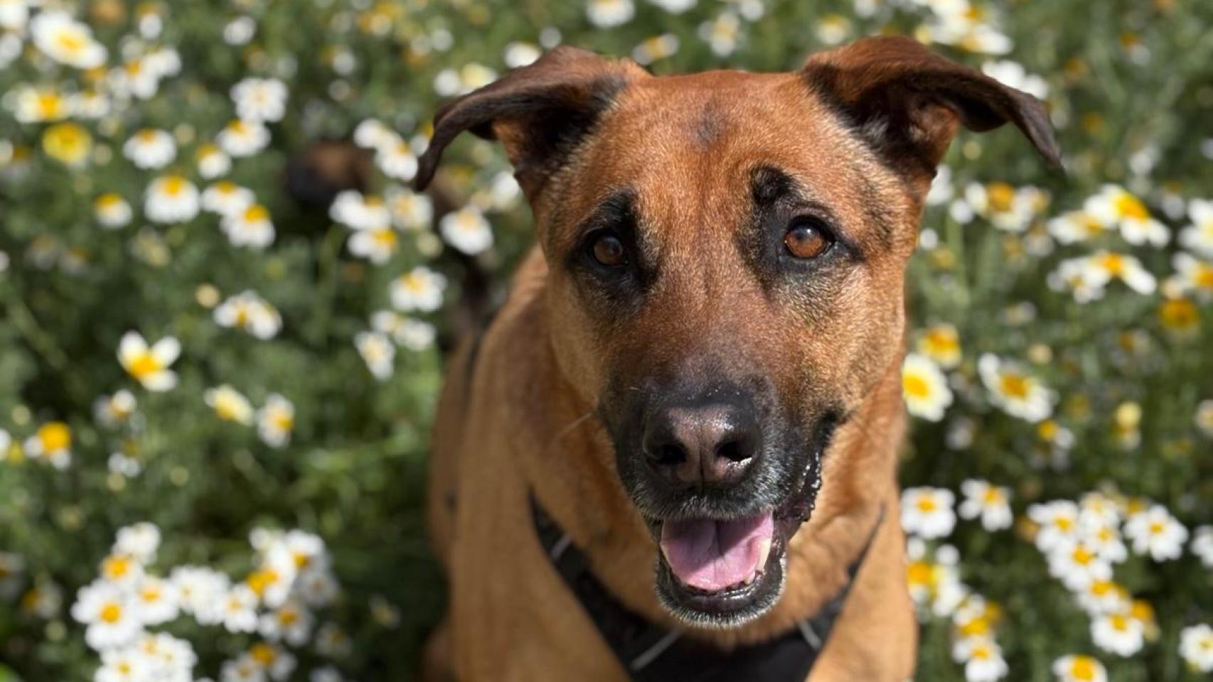 Los educadores de perros coinciden: "Para proteger su salud tienes que ...