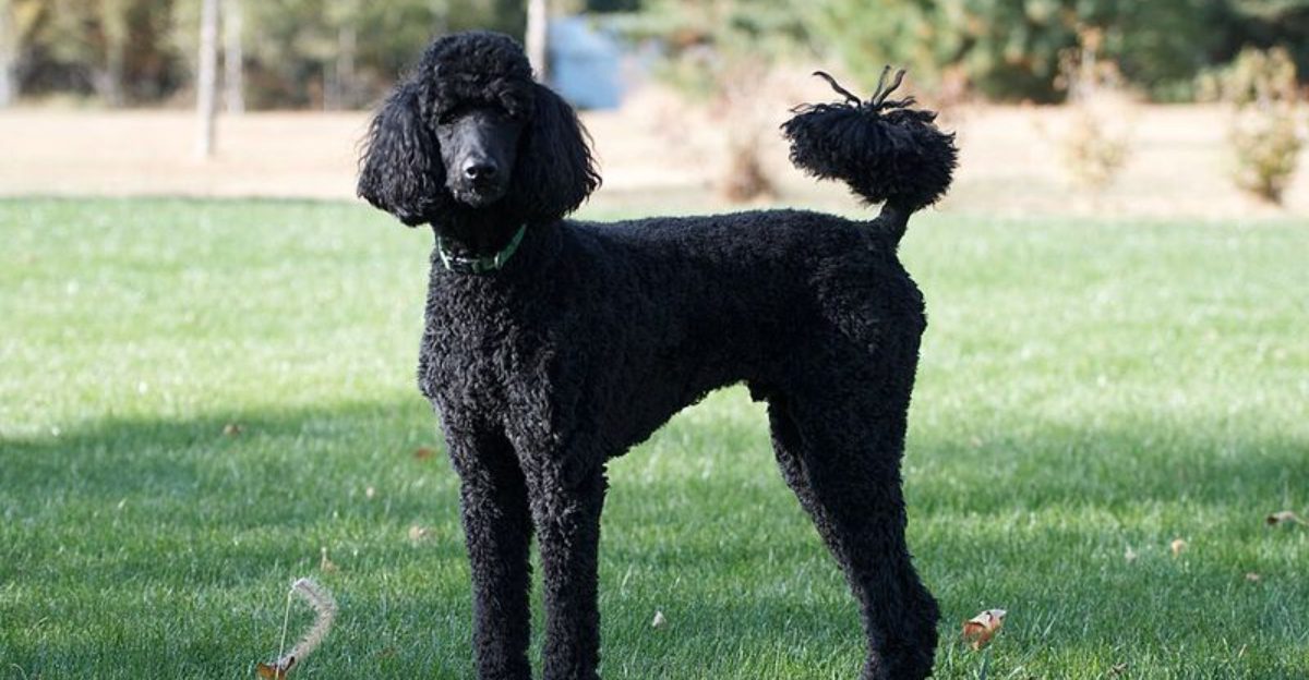 10 controversial dogs owners still love, plus 3 breeds that check ...