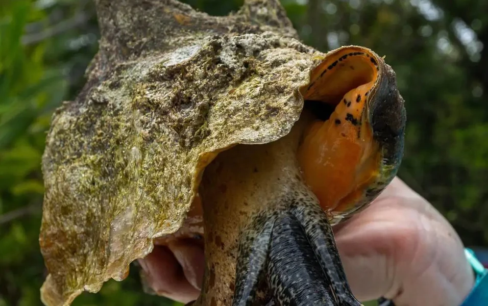 Calls grow for Florida wildlife commission to add conservation experts