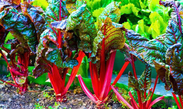 Rhubarb will produce bigger and tastier stalks if gardeners do a 30 ...
