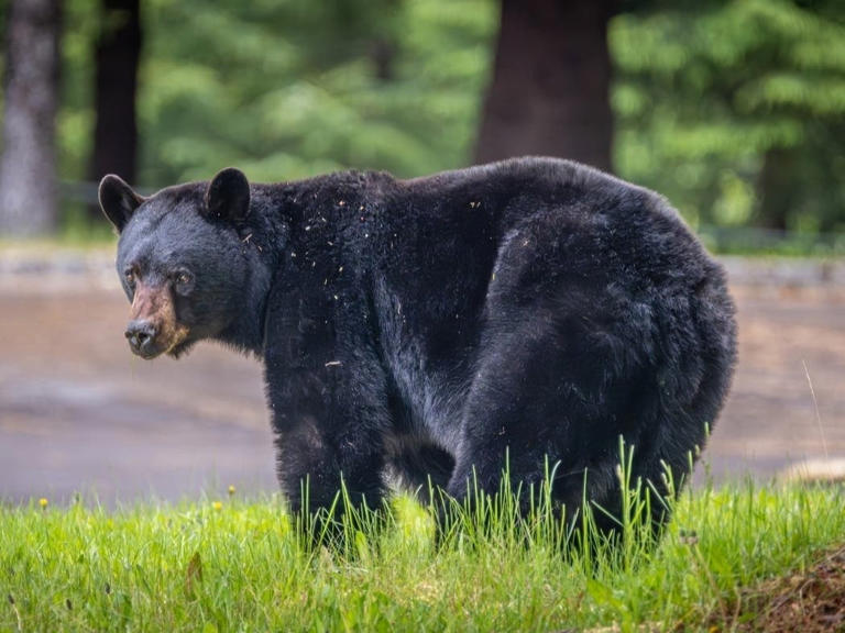 Bear sighting in the Caldwells sparks warning from authorities: Here's ...