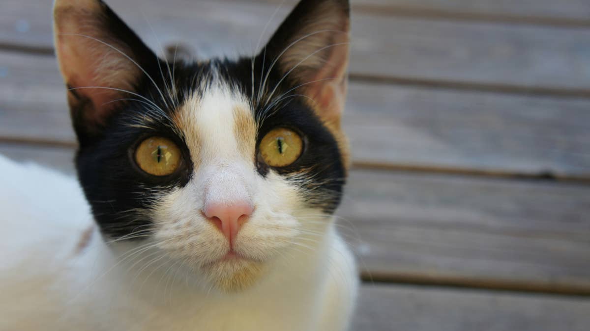 Sweet cat in shelter since kittenhood begs for chance at a forever home