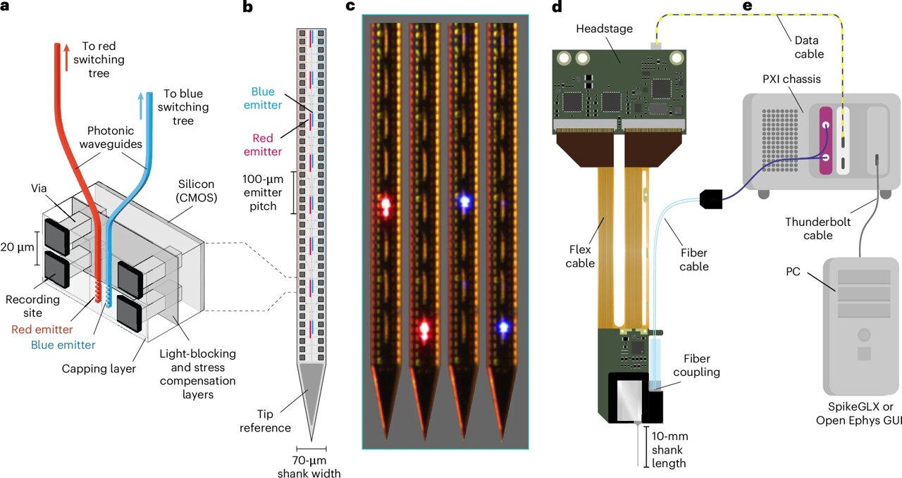Tiny brain probe reveals how deep-brain neurons can be measured and ...