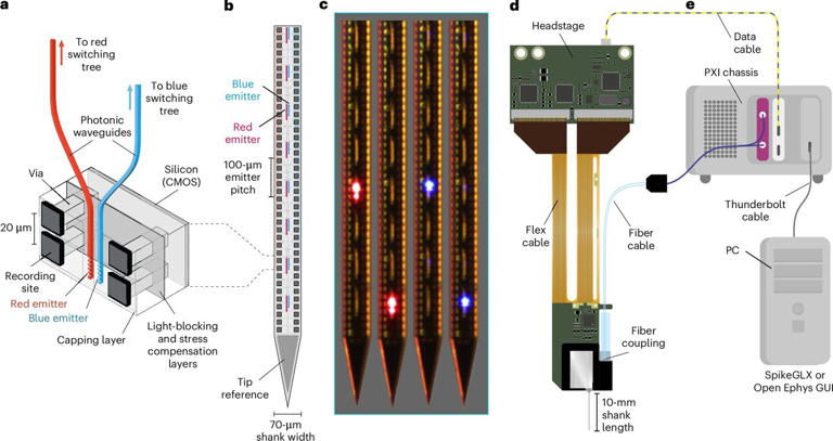 Tiny brain probe reveals how deep-brain neurons can be measured and ...
