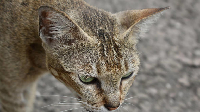 Lonely stray cat spots stroller full of kitties—and instantly chooses ...