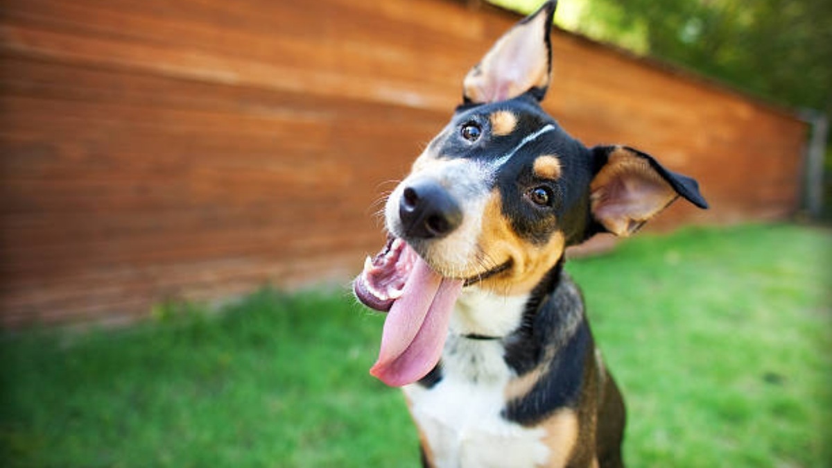 Veterinarians reveal the most common mistake dog owners make every day