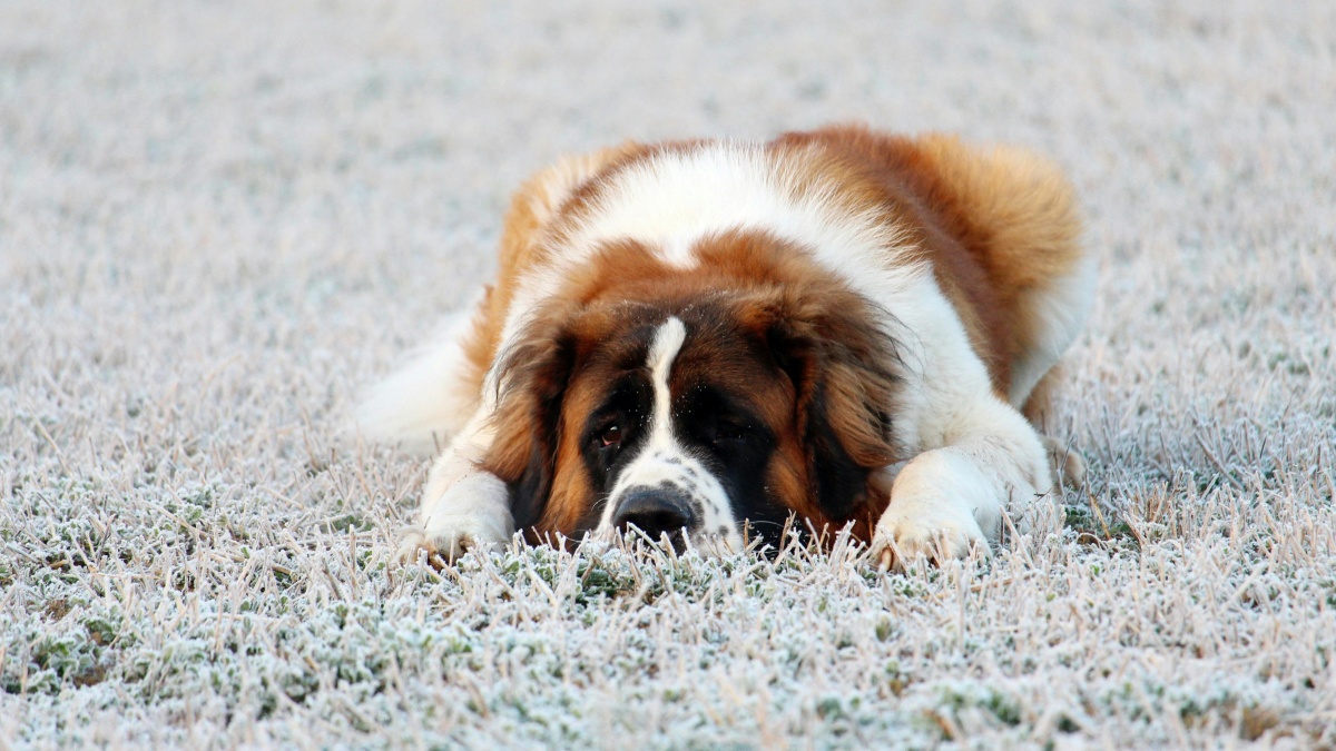 15 giant dog breeds that behave like oversized babies