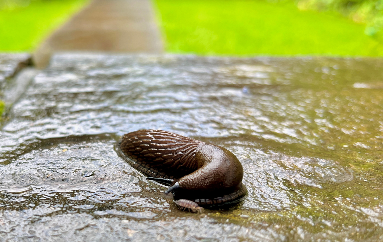 Sick of slugs taking over your garden? These 9 expert-backed deterrents ...