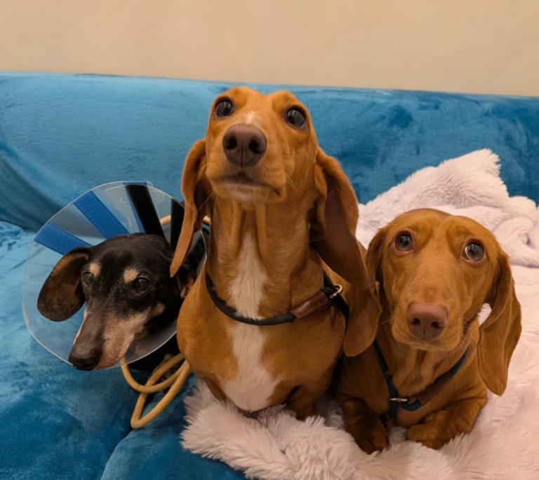 Jet-set vet: New animal hospital in Water Mill offers Hamptons pets ...
