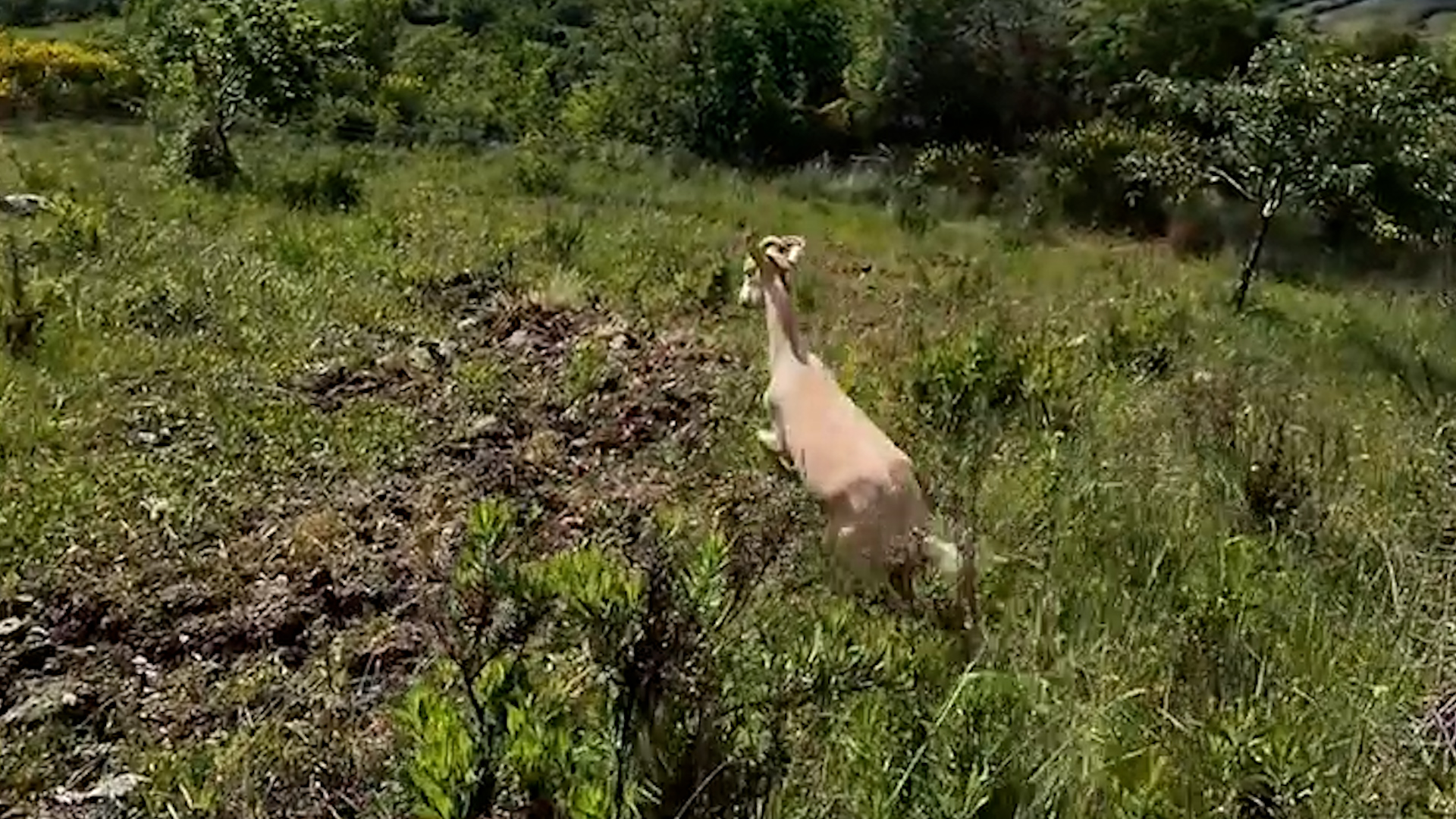 Farmer rescues baby goat trapped in electric fence