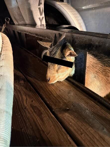 Young goat’s rapid horn growth leads to head getting stuck in trailer ...